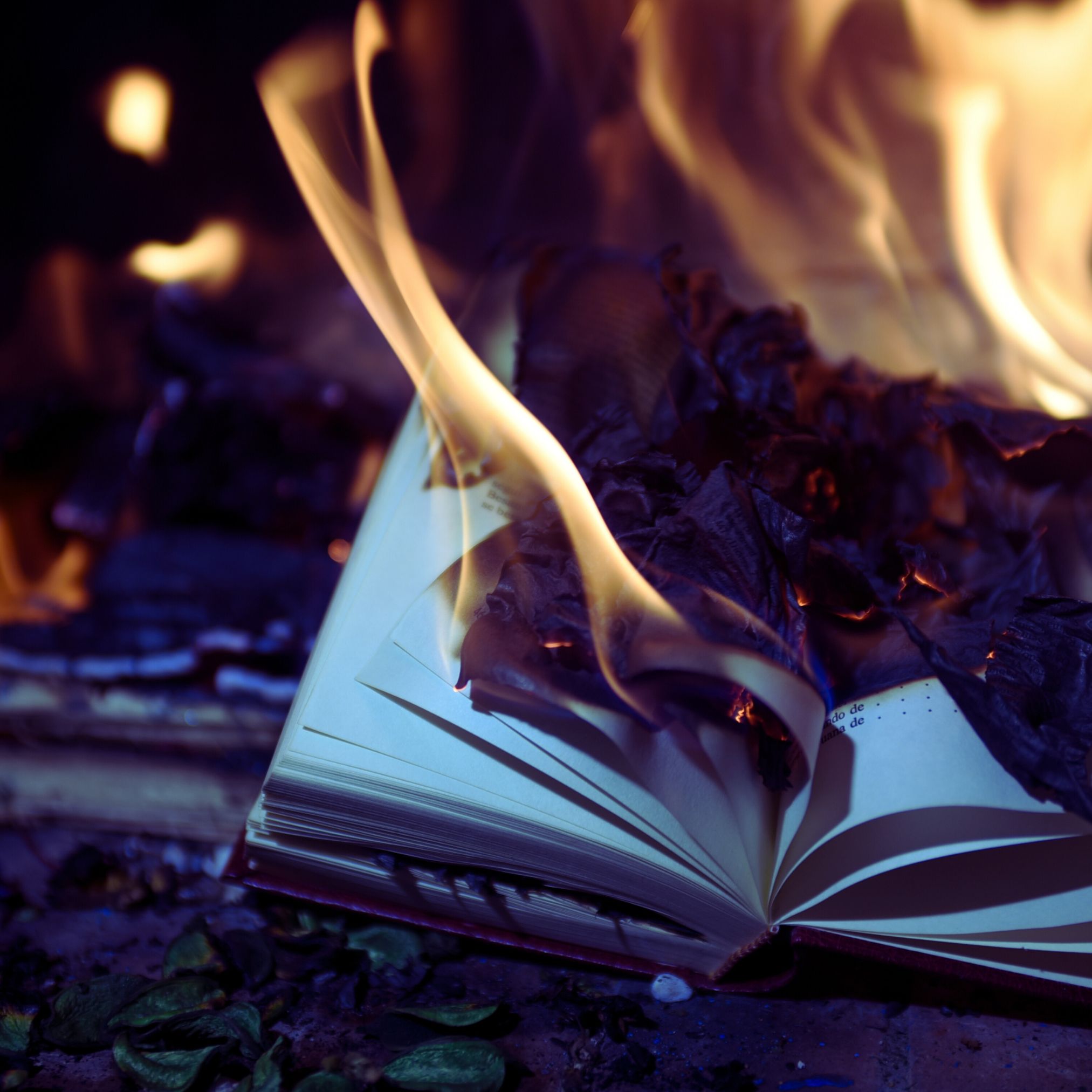 The Untamed Witch | Fearless, Fierce & Free